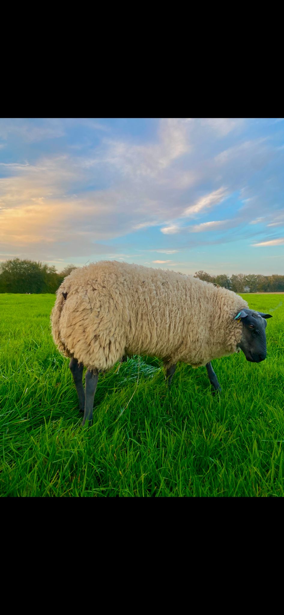 Bleu du maine - Organisme de Sélection de la race ovine